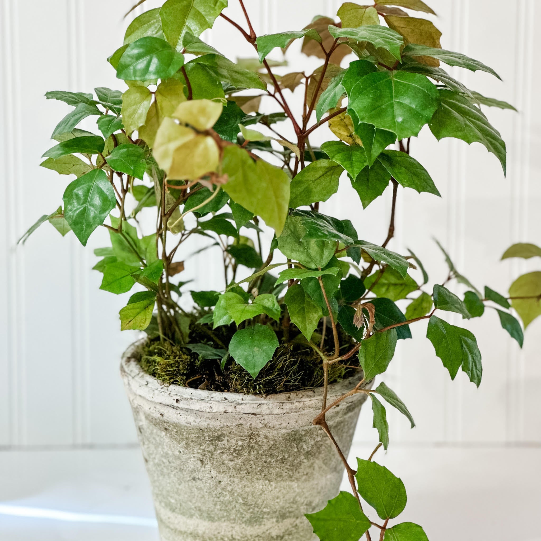 Grape Ivy in Terracotta Pot – Amy McLaughlin Flowers