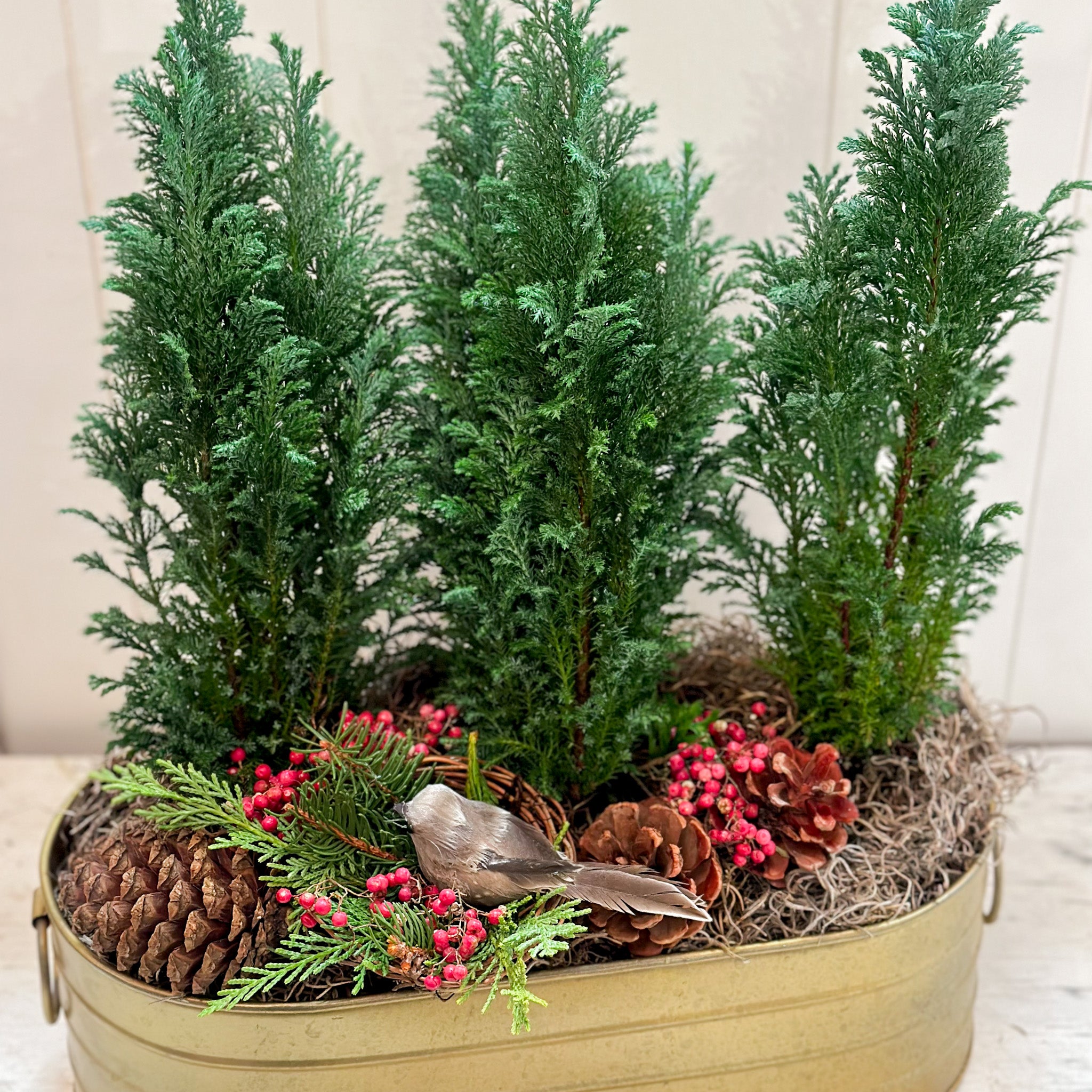 TRIO OF CYPRESS TREES – Amy McLaughlin Flowers